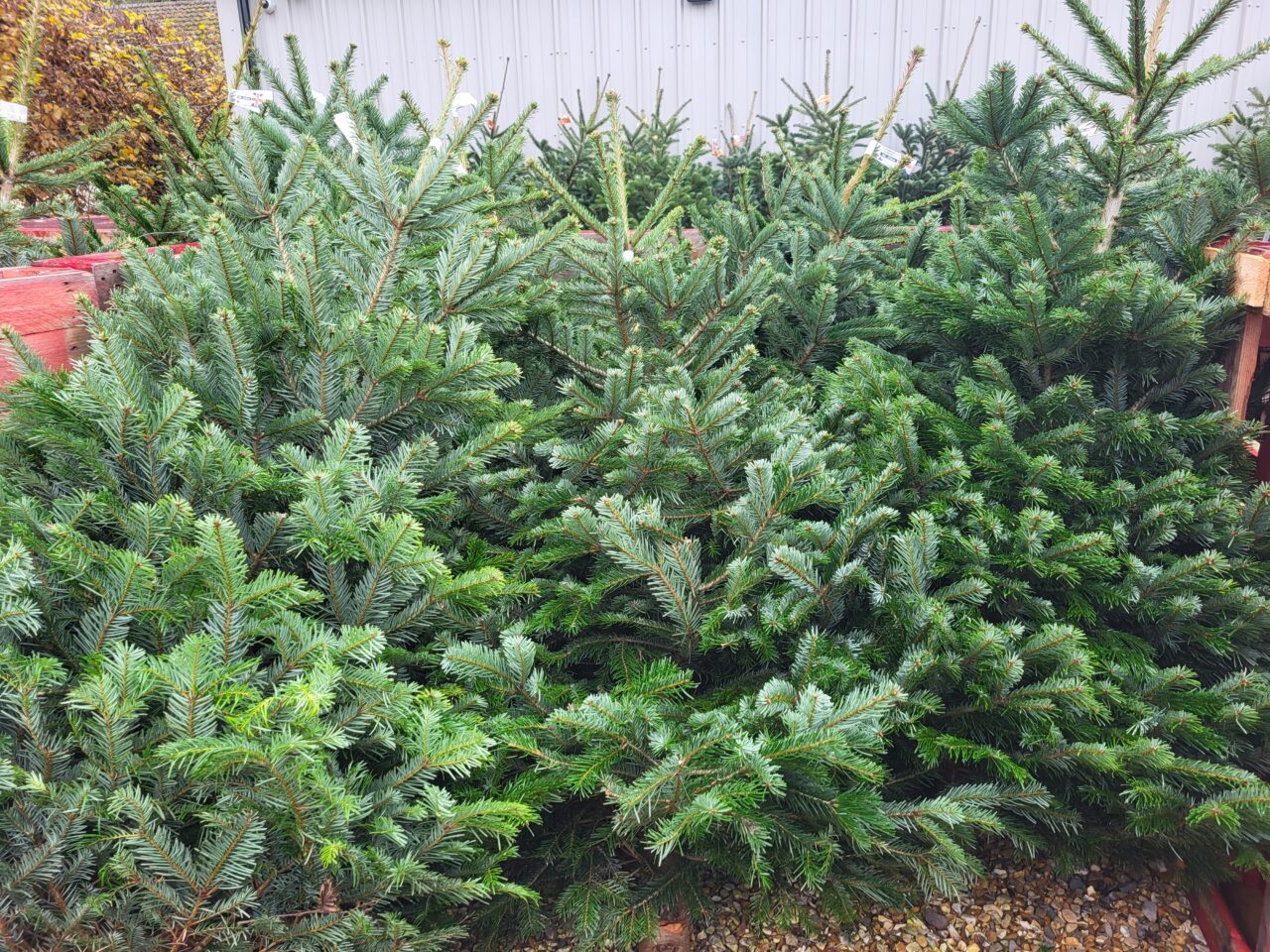 How to Take Care of Your Cut Christmas Tree! - Root One