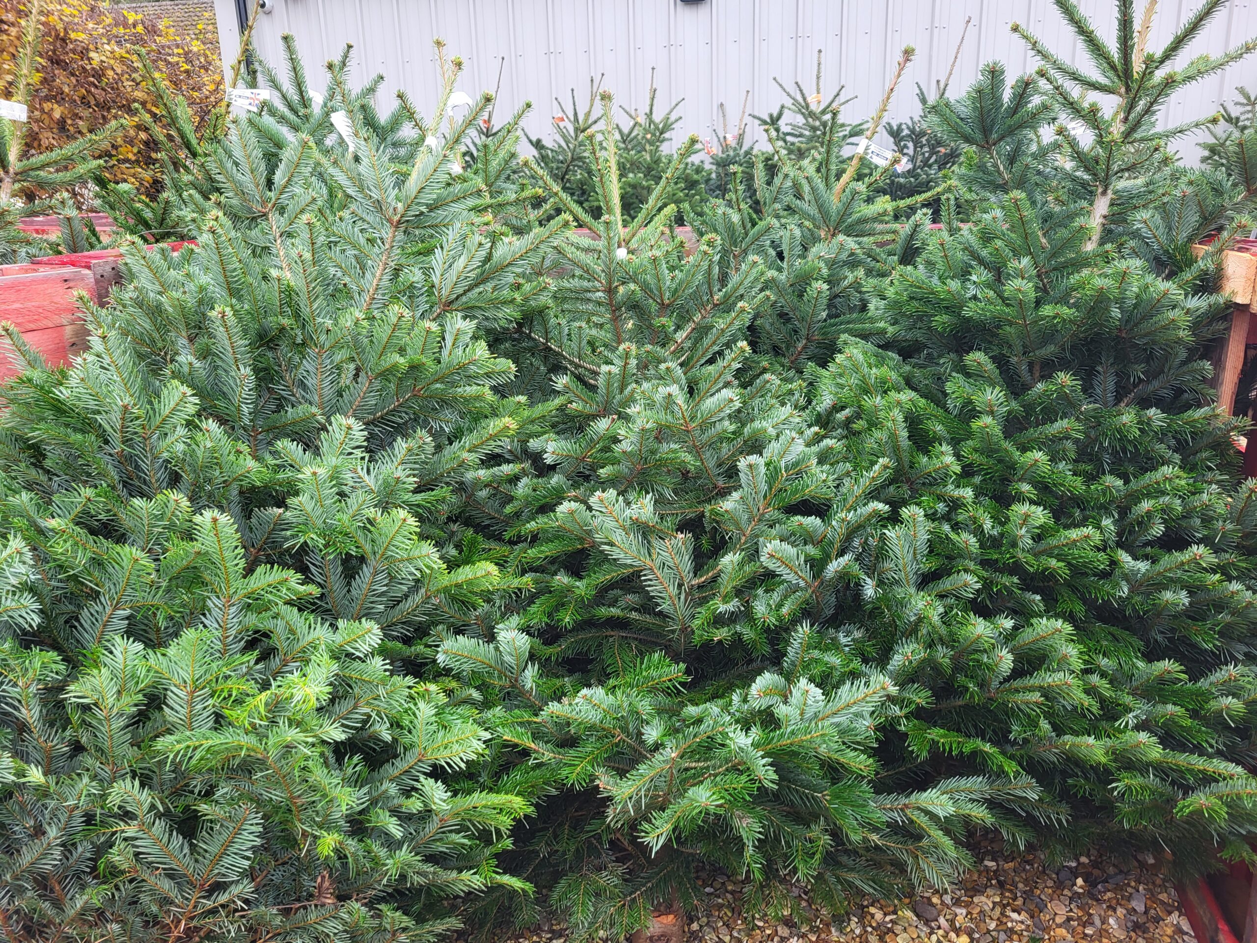 How to Take Care of Your Cut Christmas Tree! - Root One