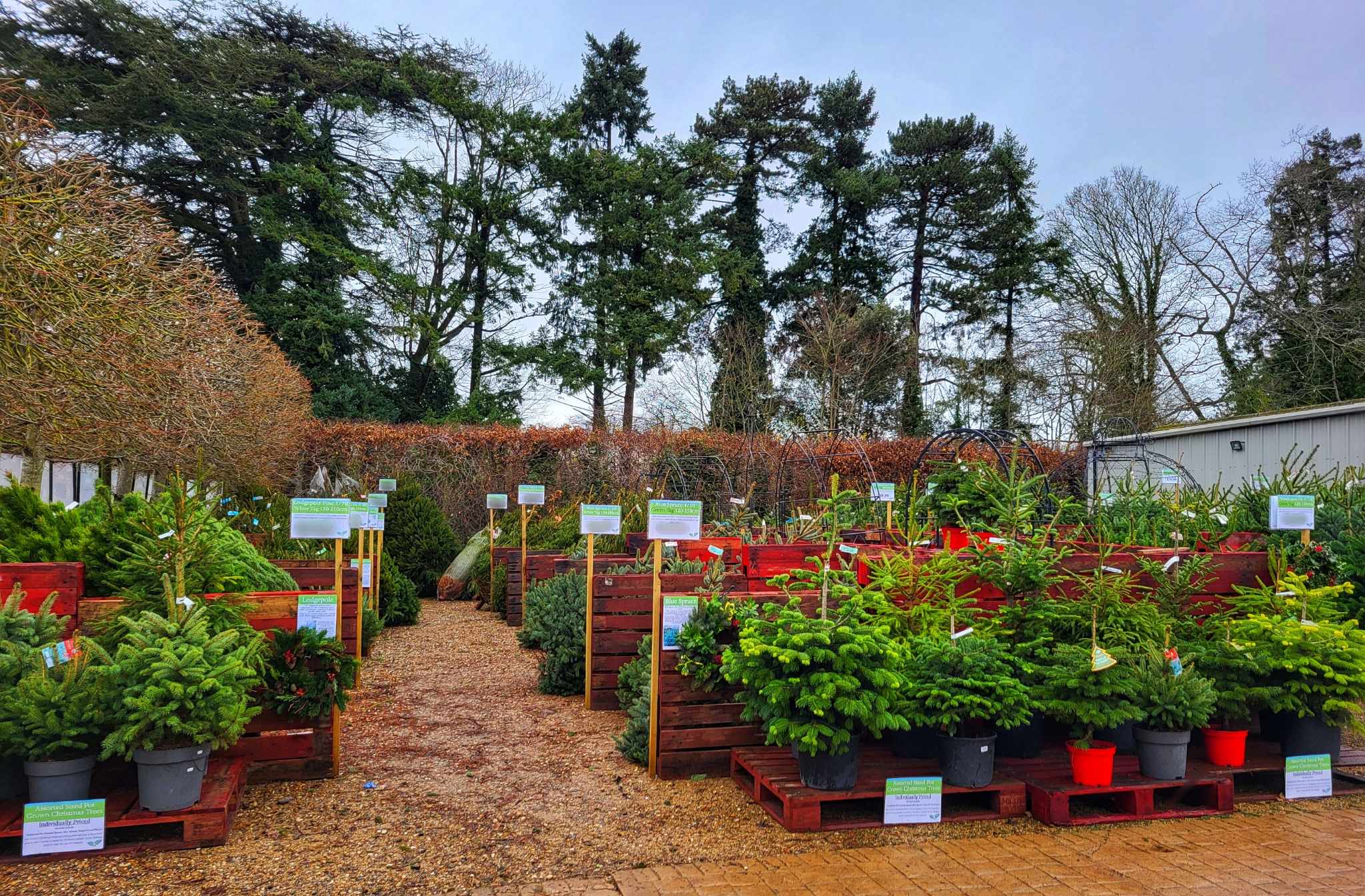 How to Take Care of Your Cut Christmas Tree! - Root One