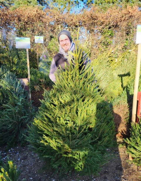 How to Take Care of Your Cut Christmas Tree! - Root One